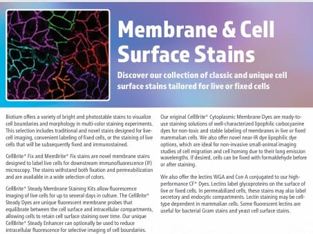 Biotium: Membrane & Cell Surface Stains Brochure - GeneTarget Solutions