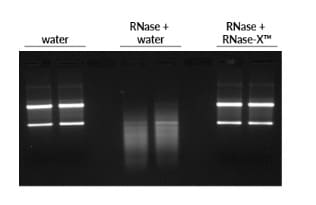 Biotium | Tips & Best Practices for Working with RNA - GeneTarget Solutions