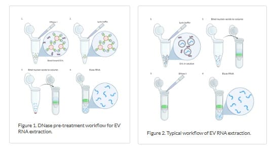 Biotium | DNase pre-treatment of the EV exterior improves EV RNA yield ...